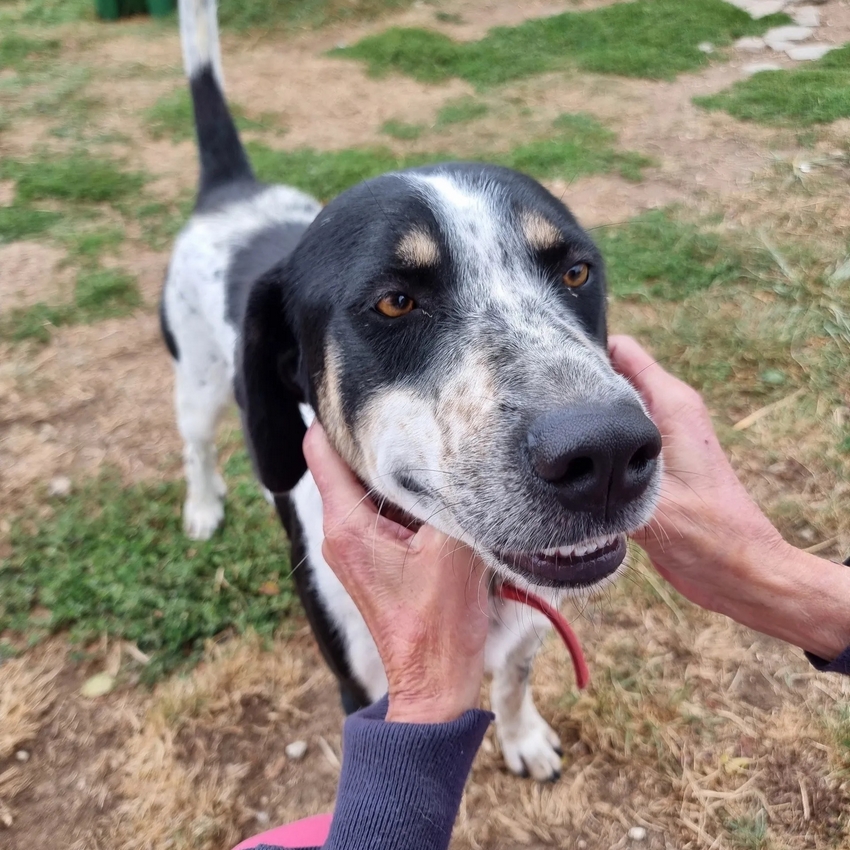 Pongo - HugForStrays.gr