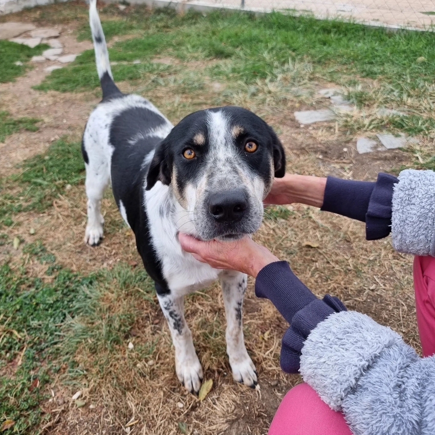 Pongo - HugForStrays.gr